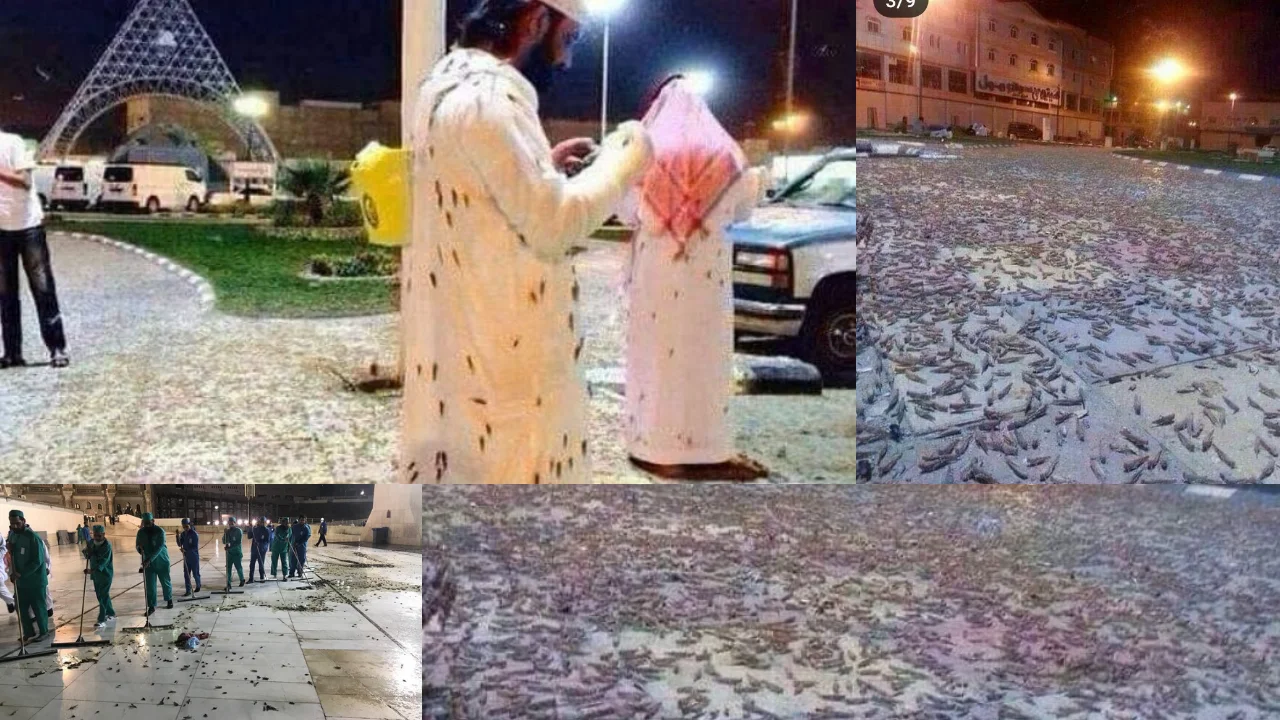 Millions Of Insects Plagues Makkah as Well As Masjid Al Haram
