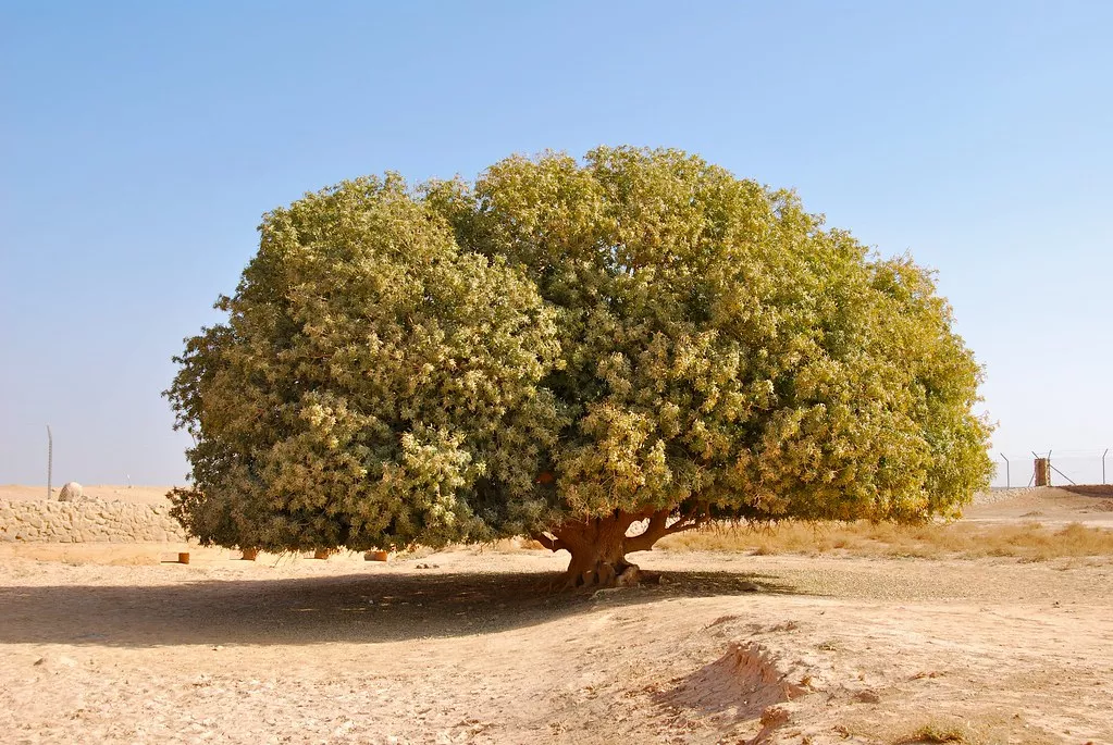 The List of Names of Plants Mentioned in the Holy Quran