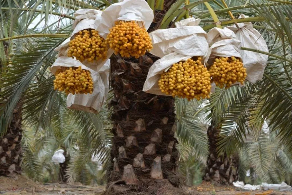 The List of Names of Plants Mentioned in the Holy Quran