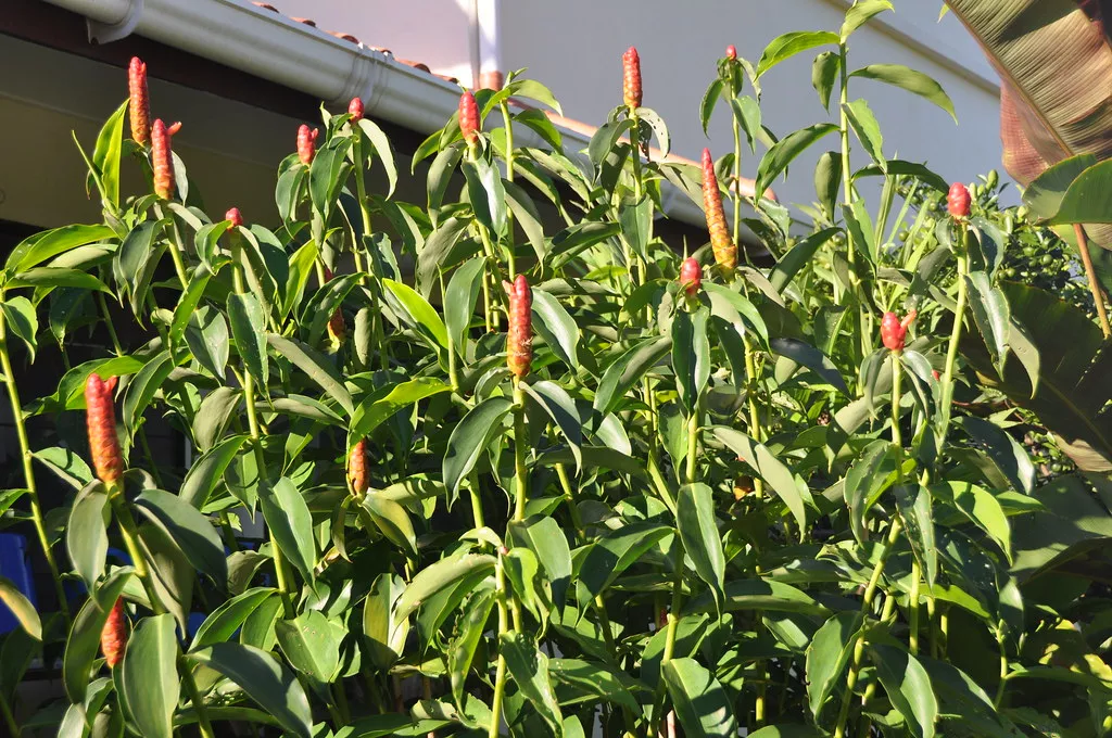 The List of Names of Plants Mentioned in the Holy Quran