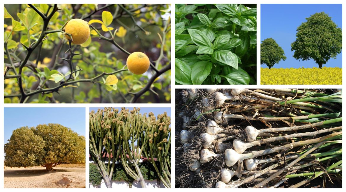 6 Fruits According To Quran And Sunnah That Every One Should Eat