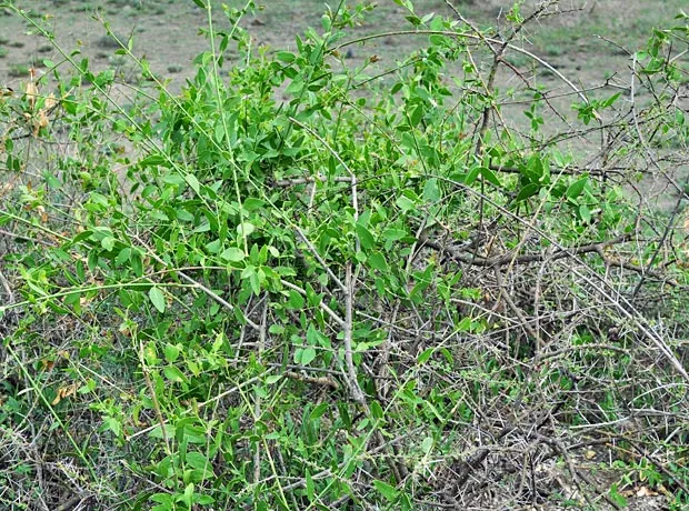 The List of Names of Plants Mentioned in the Holy Quran