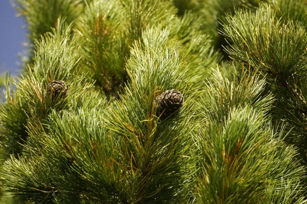 The List of Names of Plants Mentioned in the Holy Quran