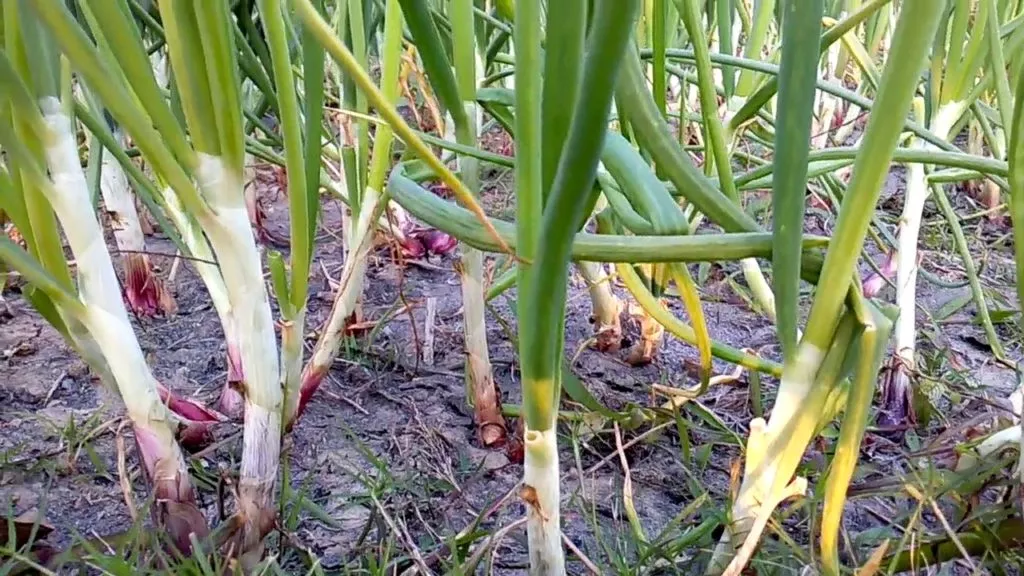 The List of Names of Plants Mentioned in the Holy Quran